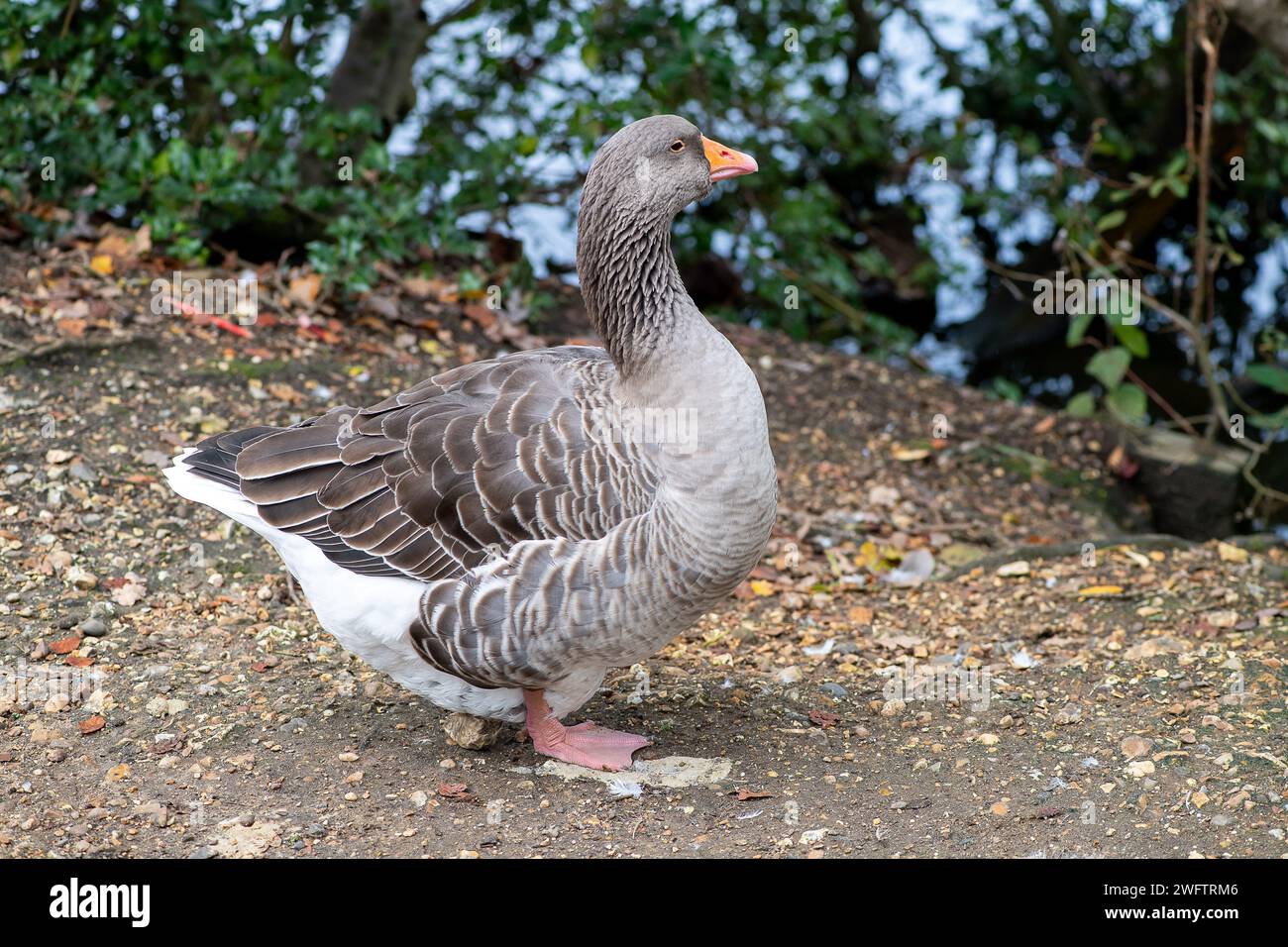 Greylag Geese at Black Park in Wexham, Buckinghamshire. The RSPB say ...