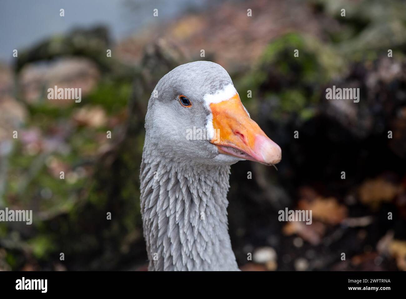 Greylag Geese at Black Park in Wexham, Buckinghamshire. The RSPB say ...