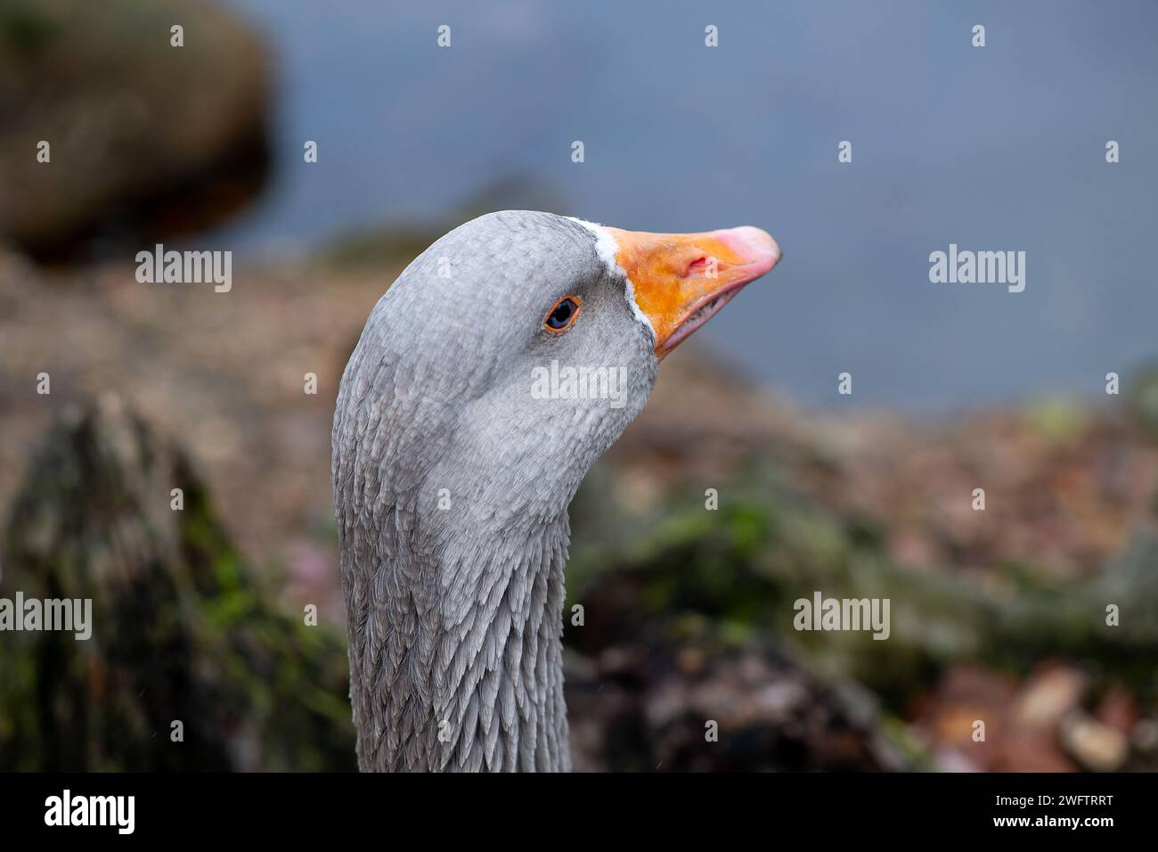 Greylag Geese at Black Park in Wexham, Buckinghamshire. The RSPB say ...