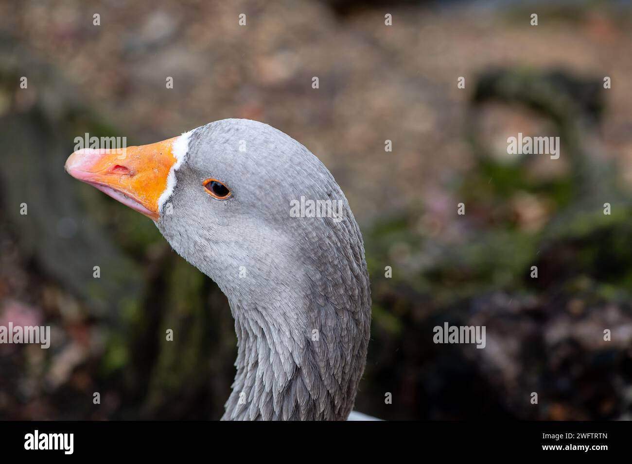 Greylag Geese at Black Park in Wexham, Buckinghamshire. The RSPB say ...