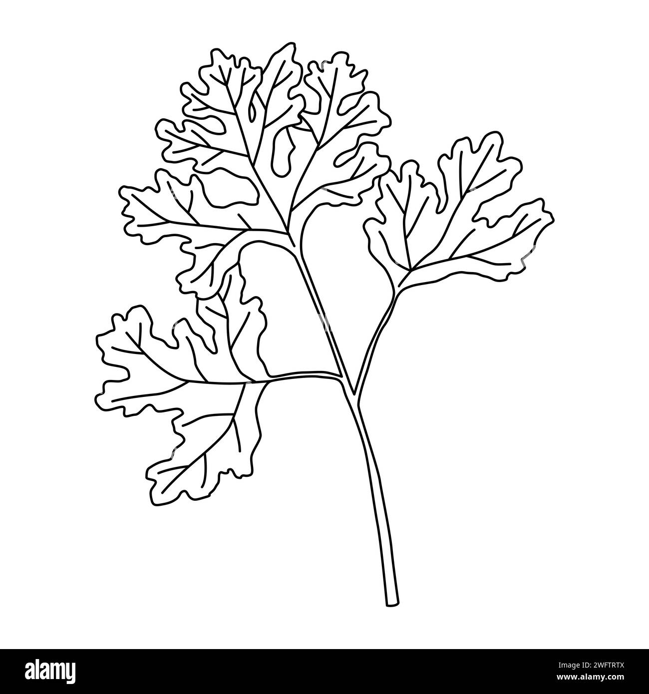 Cilantro isolated on white background. Black and white vector ...