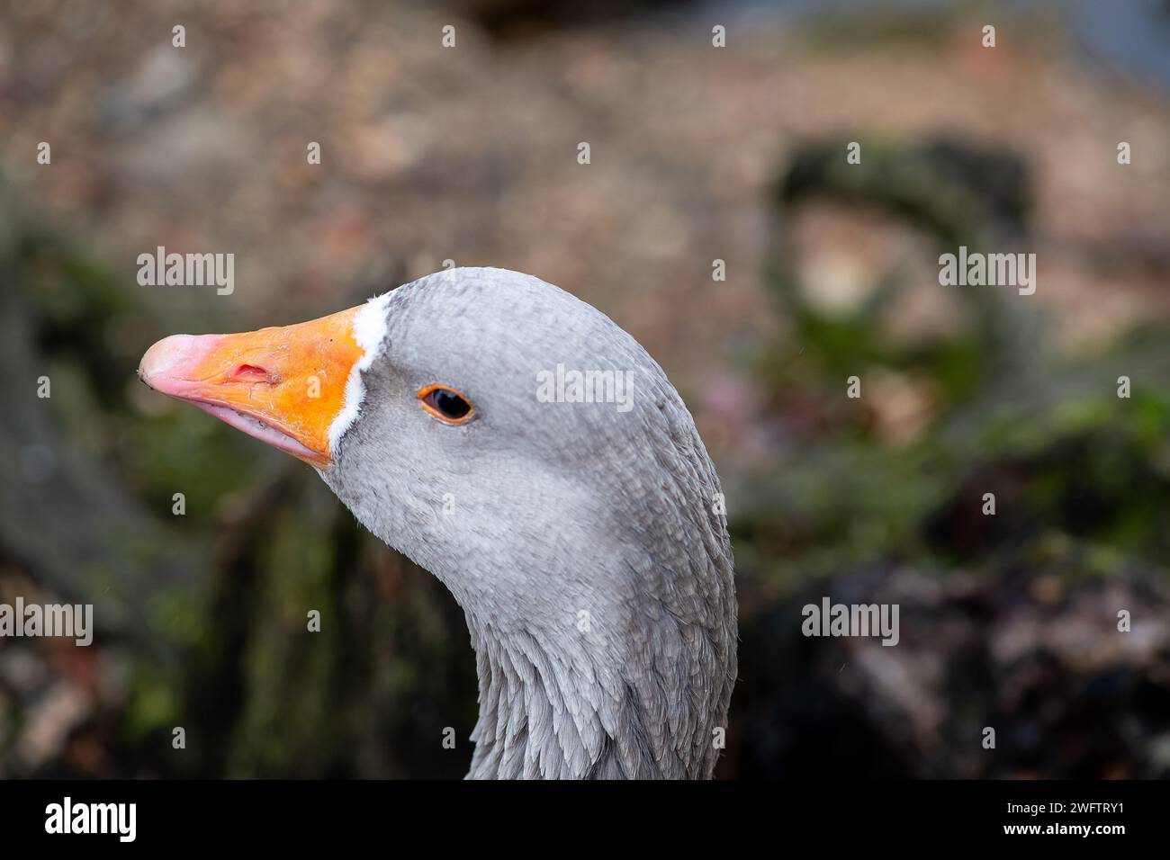 Greylag Geese at Black Park in Wexham, Buckinghamshire. The RSPB say ...