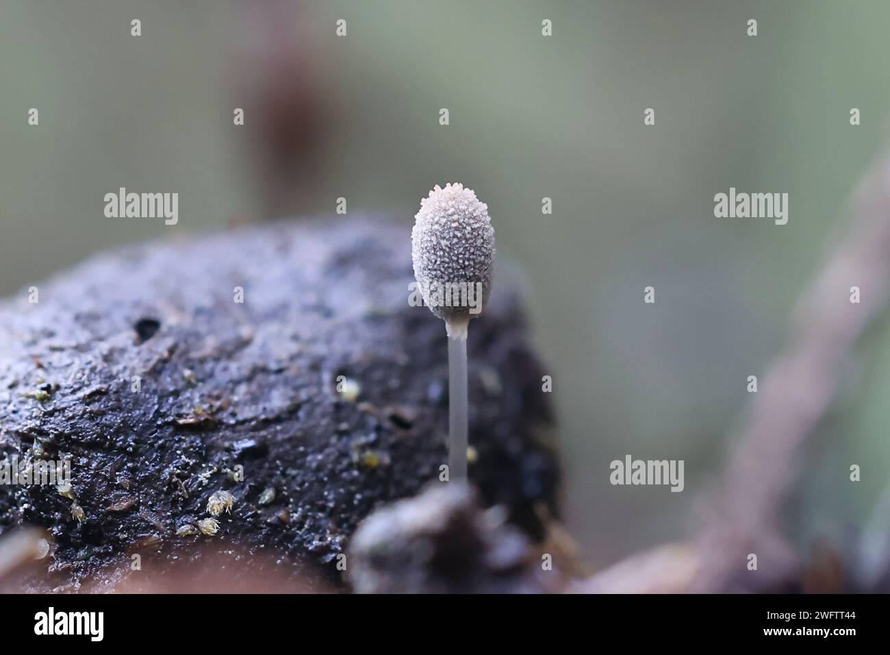 Ephemeroides hi-res stock photography and images - Alamy