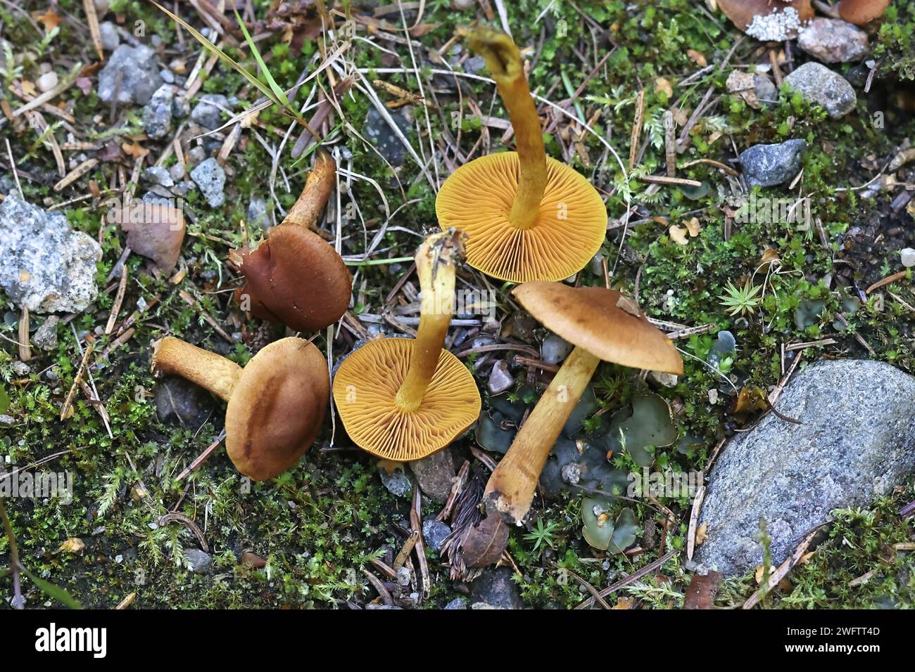 Cinnamomeobadia hi-res stock photography and images - Alamy