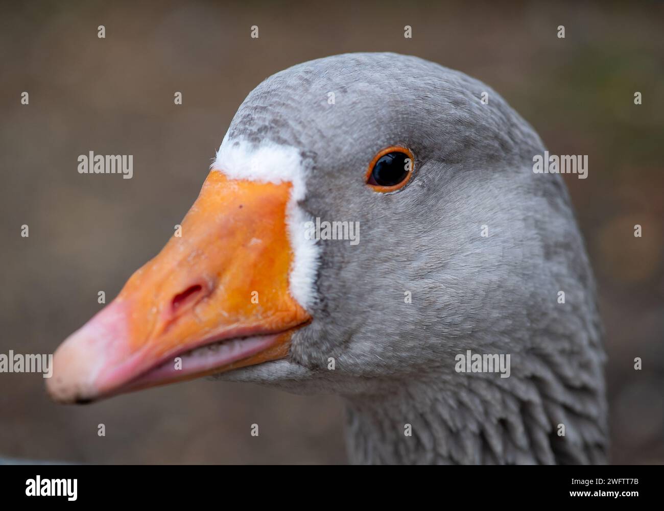 Greylag Geese at Black Park in Wexham, Buckinghamshire. The RSPB say ...