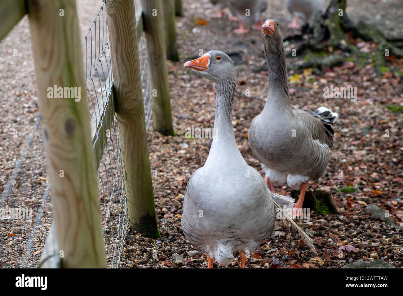 Greylag Geese at Black Park in Wexham, Buckinghamshire. The RSPB say ...