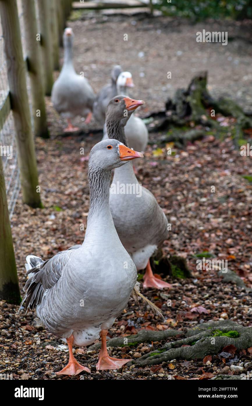 Greylag Geese at Black Park in Wexham, Buckinghamshire. The RSPB say ...