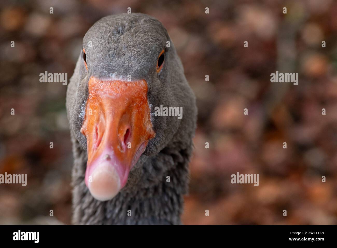 Greylag Geese at Black Park in Wexham, Buckinghamshire. The RSPB say ...