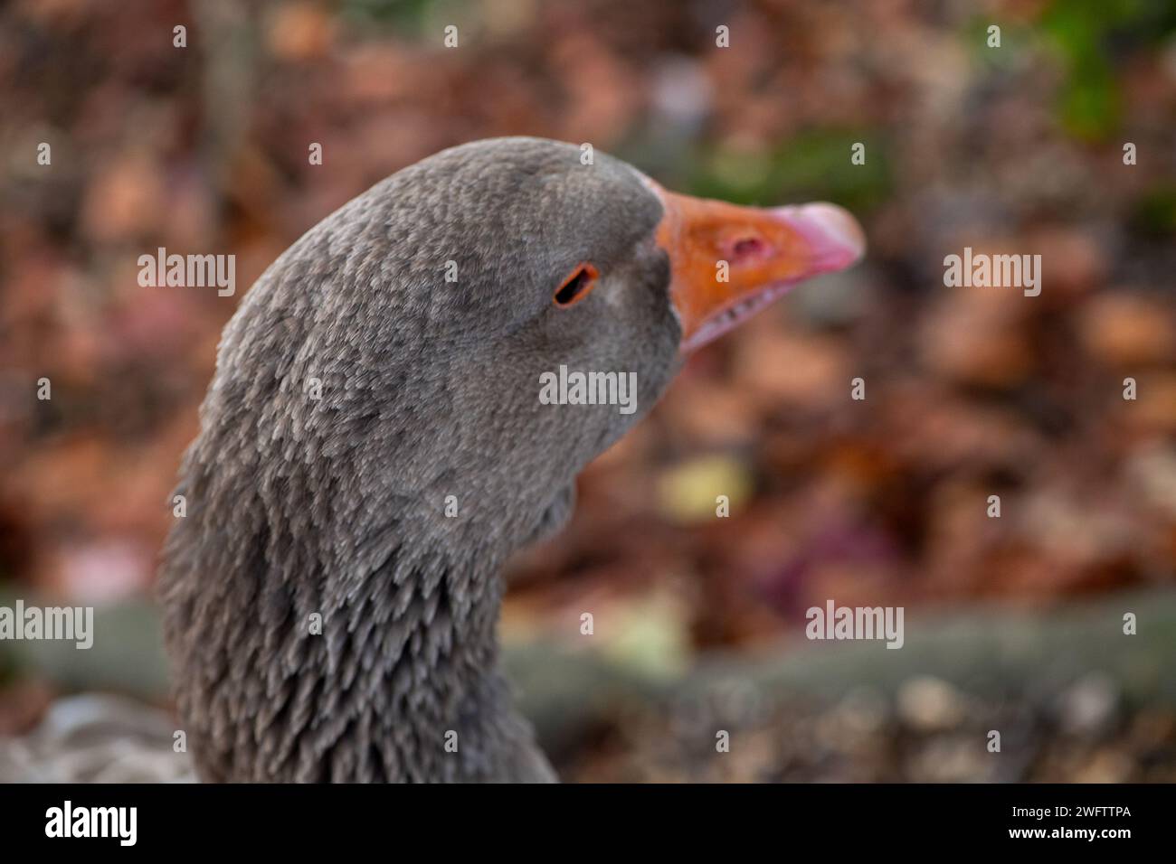Greylag Geese at Black Park in Wexham, Buckinghamshire. The RSPB say ...