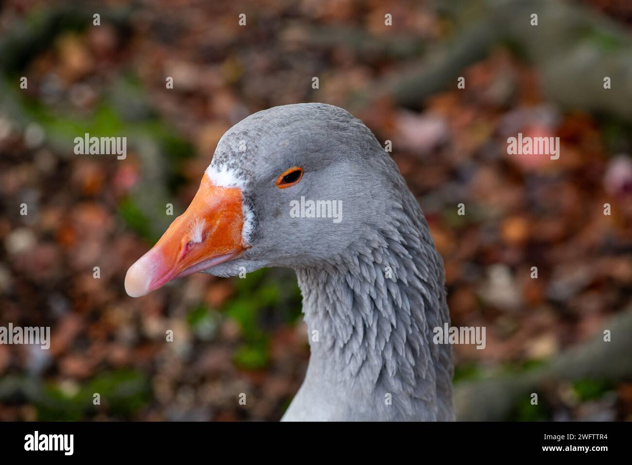 Greylag Geese at Black Park in Wexham, Buckinghamshire. The RSPB say ...