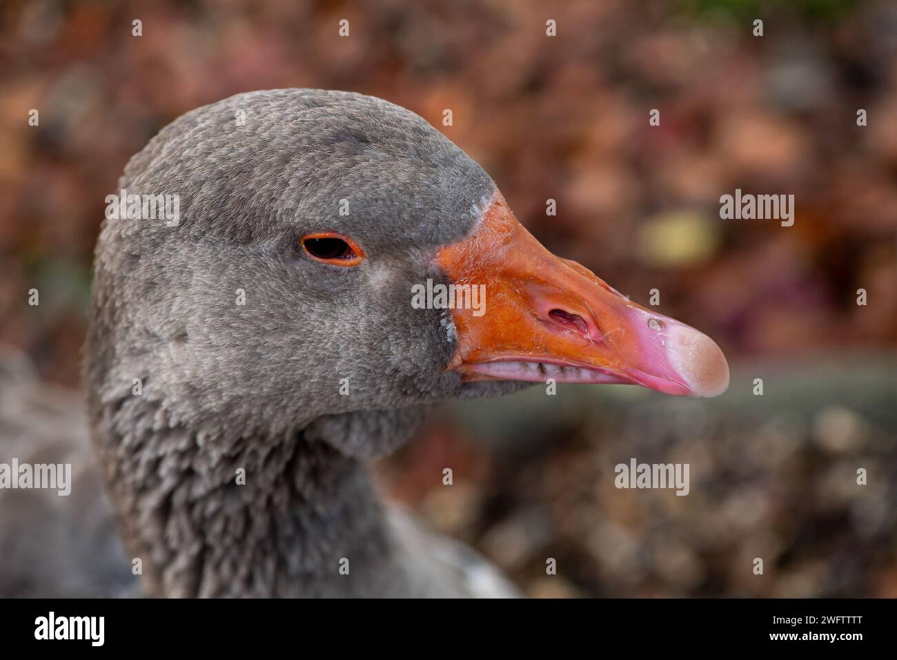 Greylag Geese at Black Park in Wexham, Buckinghamshire. The RSPB say ...