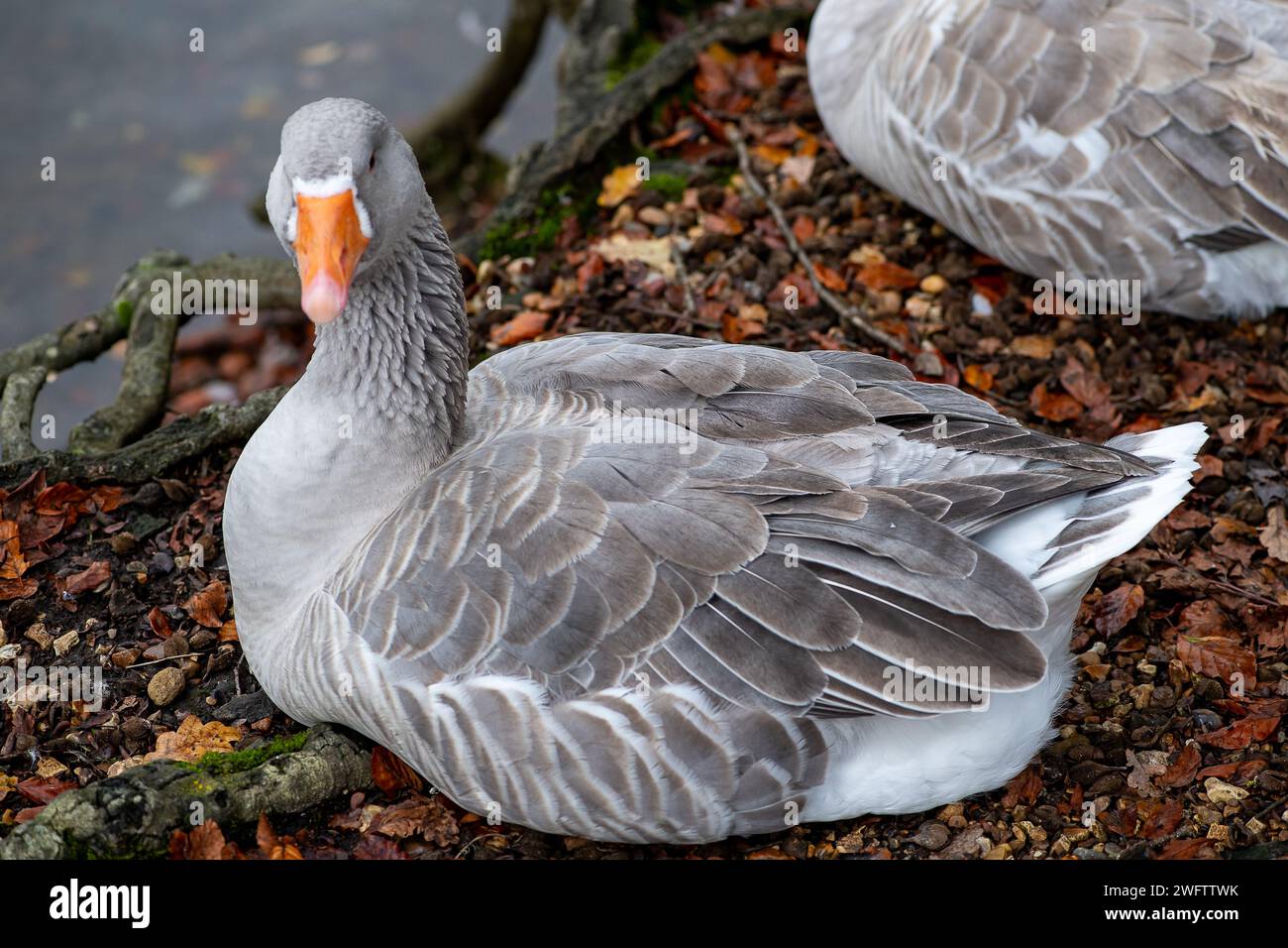 Greylag Geese at Black Park in Wexham, Buckinghamshire. The RSPB say ...