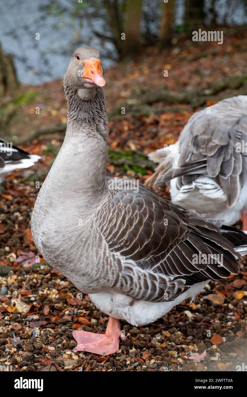 Greylag Geese at Black Park in Wexham, Buckinghamshire. The RSPB say ...
