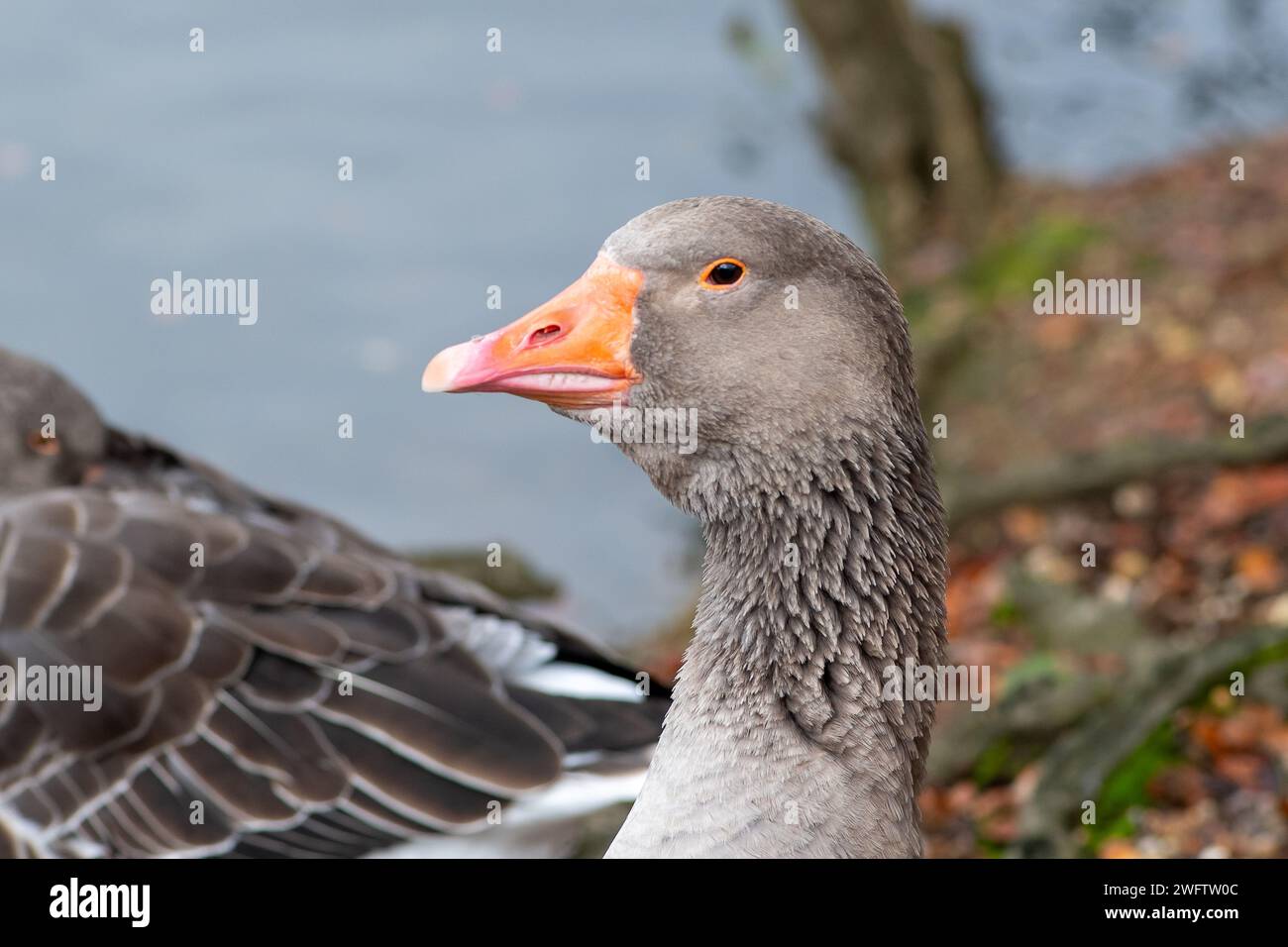 Greylag Geese at Black Park in Wexham, Buckinghamshire. The RSPB say ...