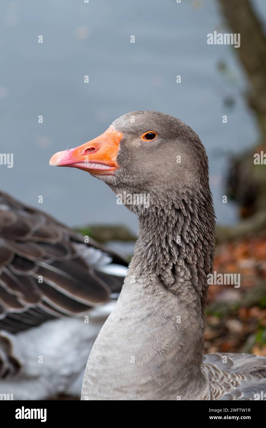 Greylag Geese at Black Park in Wexham, Buckinghamshire. The RSPB say ...
