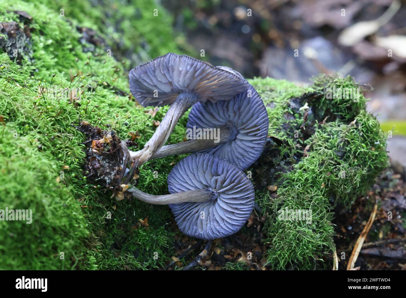 Pinkgill entoloma euchroum hi-res stock photography and images - Alamy