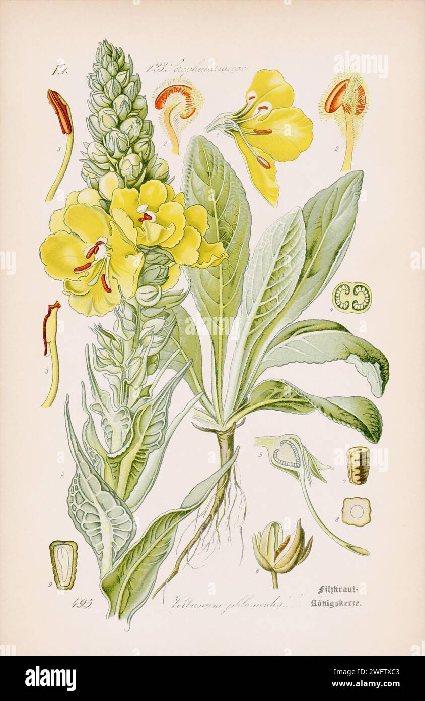 Vintage botanical illustration from a 19th-century German book ...