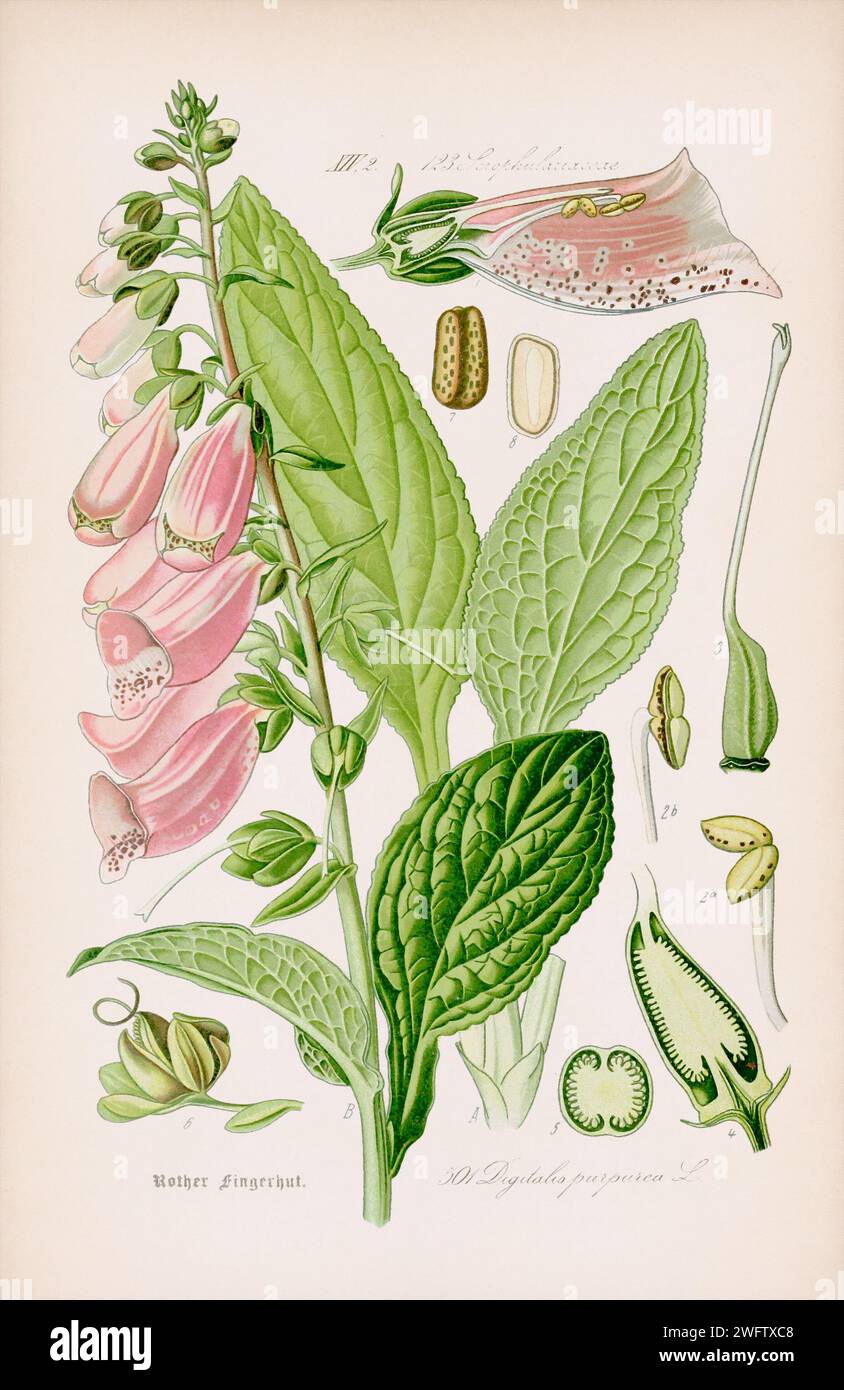 Vintage botanical illustration from a 19th-century German book ...