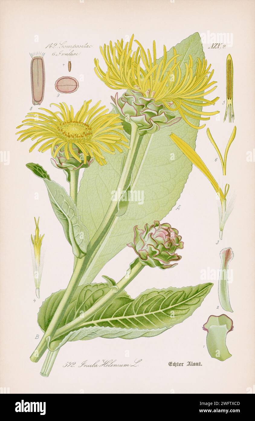 Vintage botanical illustration from a 19th-century German book ...