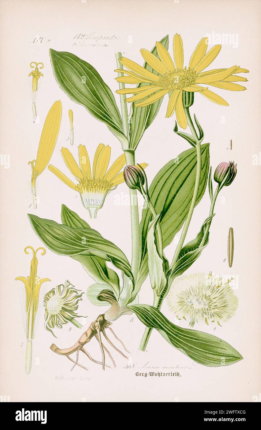 Vintage botanical illustration from a 19th-century German book ...