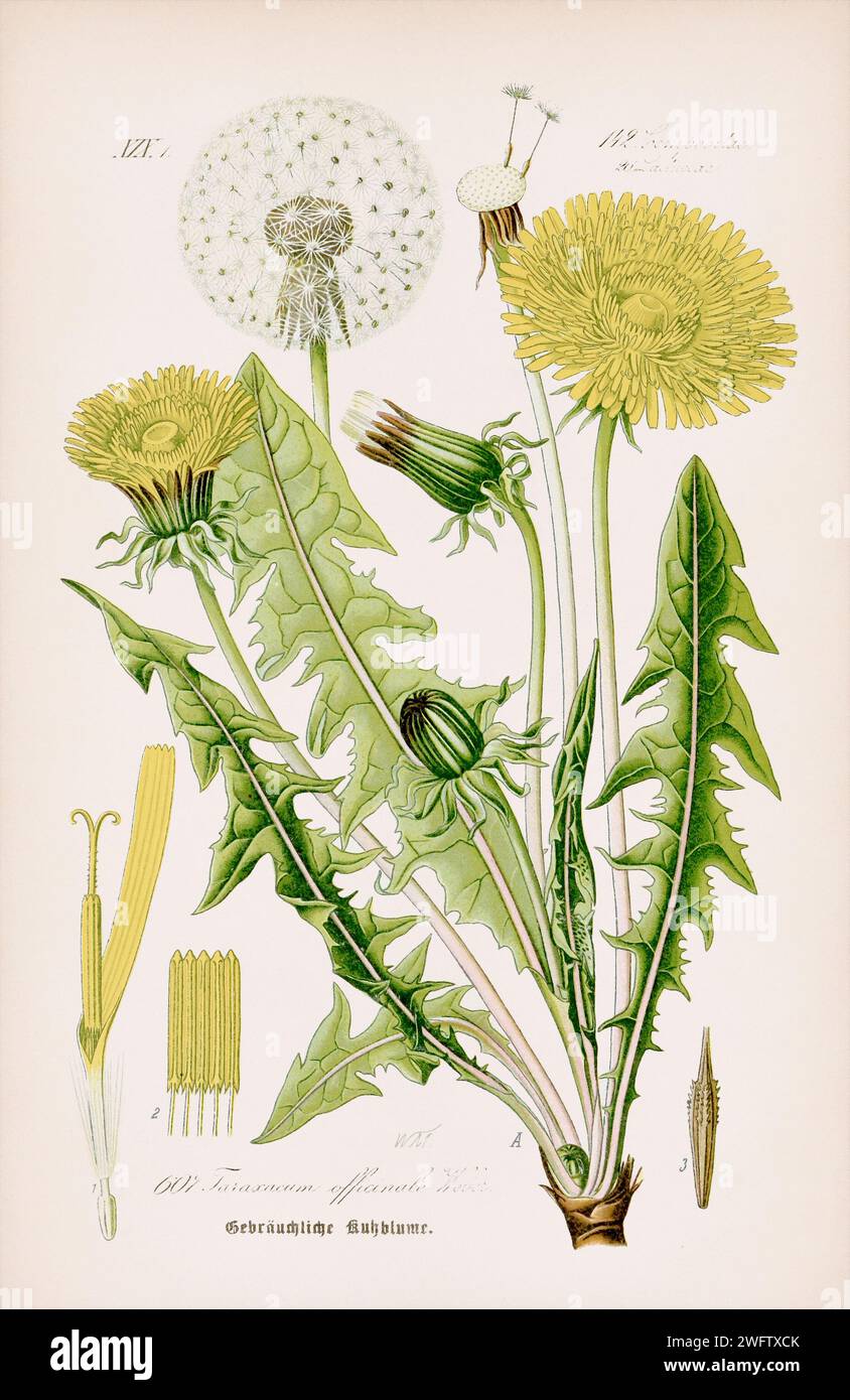 Vintage botanical illustration from a 19th-century German book ...