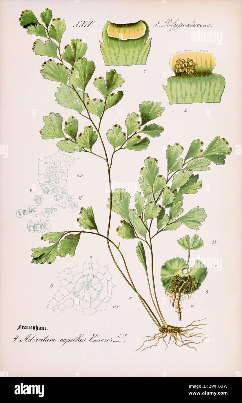 Vintage botanical illustration from a 19th-century German book ...