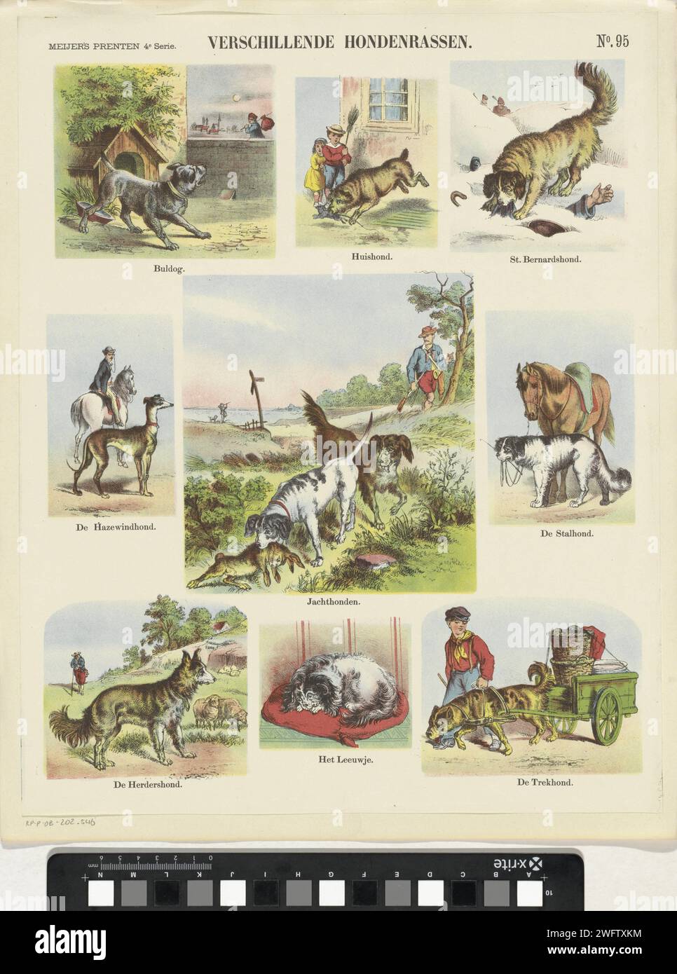 Various dog breeds, 1881 print Leaf with 9 performances of different ...