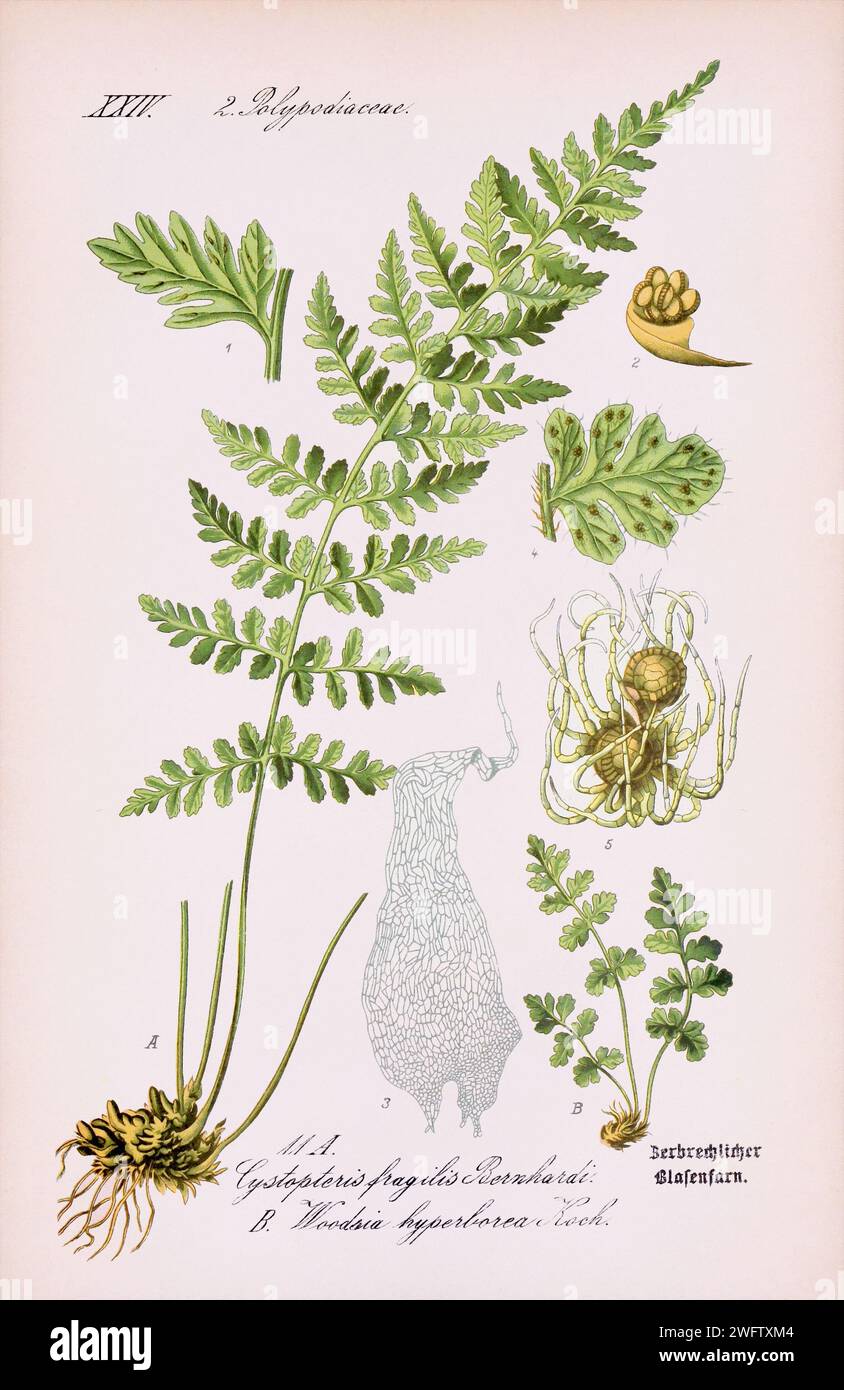 Vintage botanical illustration from a 19th-century German book ...