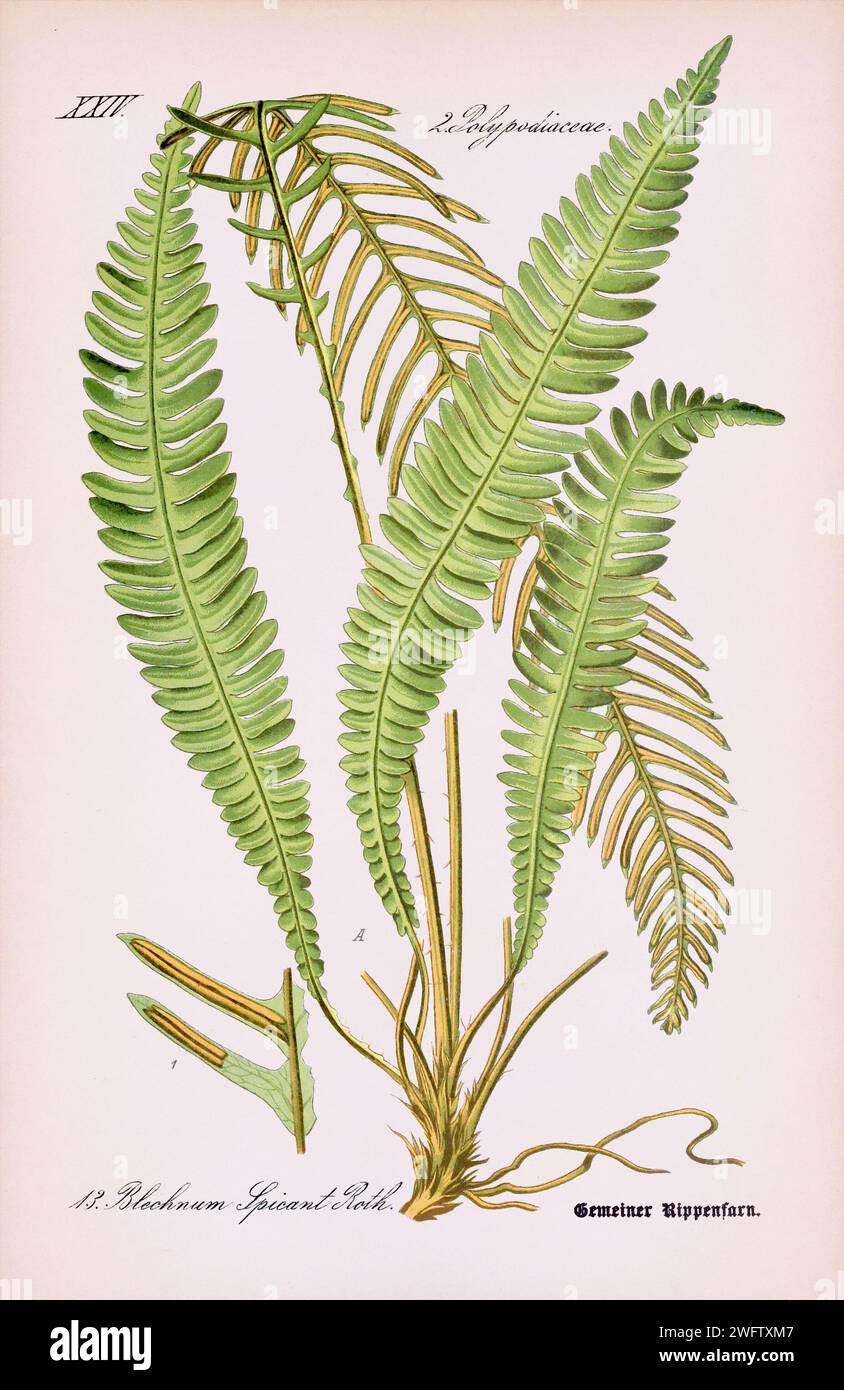 Vintage botanical illustration from a 19th-century German book ...