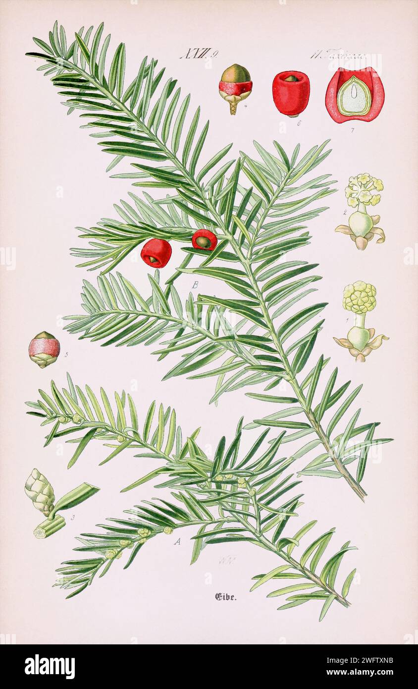 Vintage botanical illustration from a 19th-century German book ...