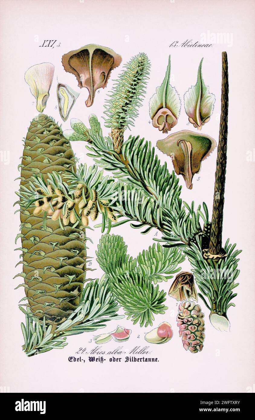 Vintage botanical illustration from a 19th-century German book ...