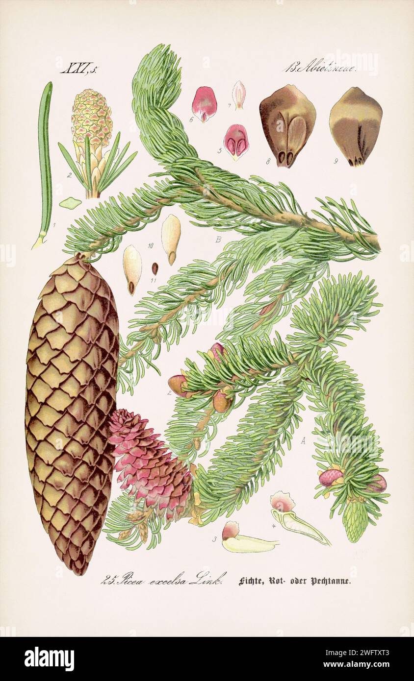 Vintage botanical illustration from a 19th-century German book ...