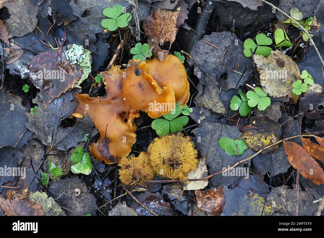 Calocybe pseudoflammula hi-res stock photography and images - Alamy