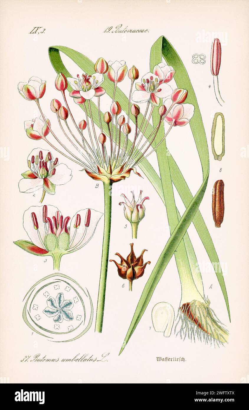 Vintage botanical illustration from a 19th-century German book ...