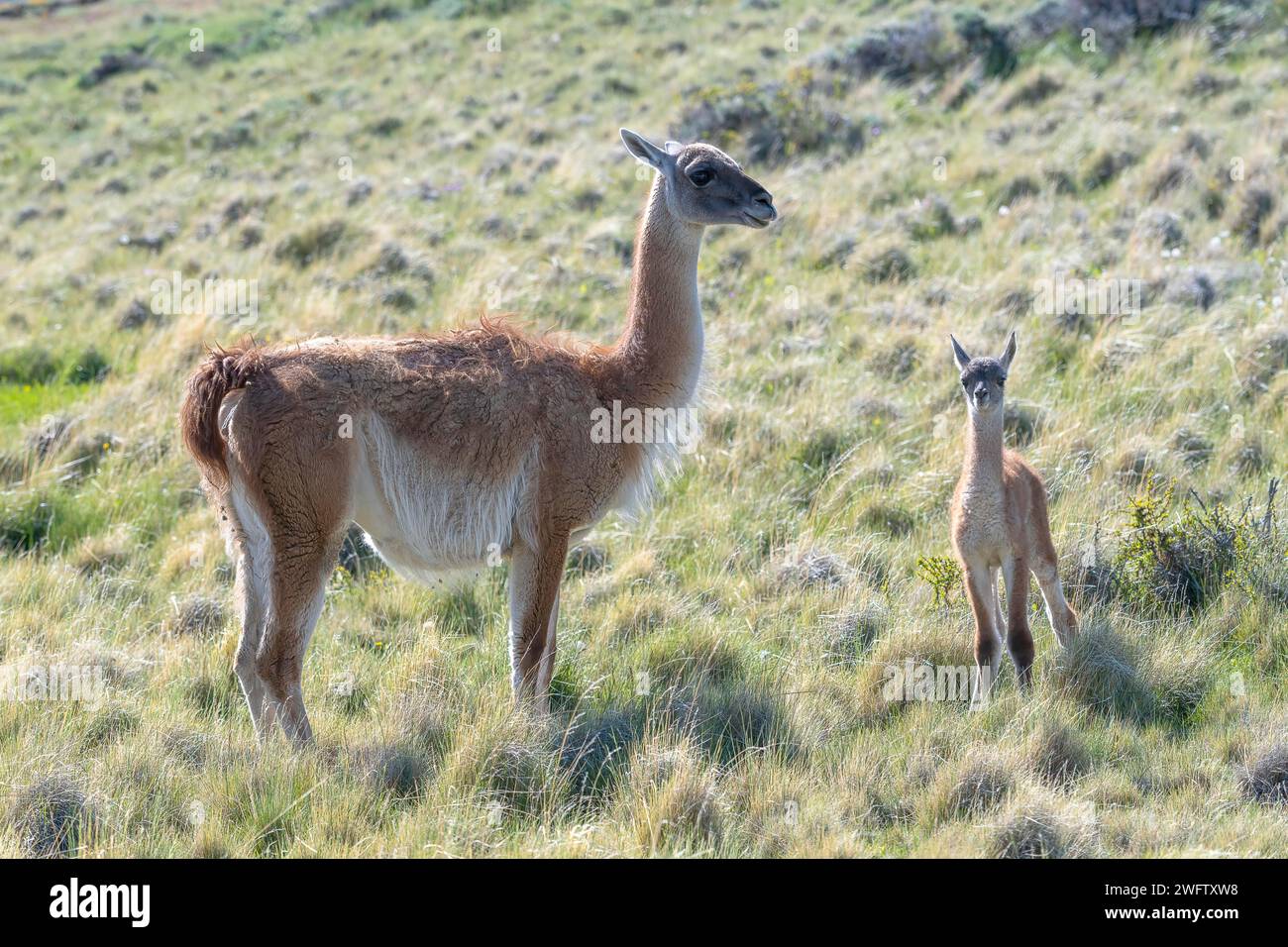 Guanaco (Llama guanicoe), Huanaco, mare with foal in backlight, adult ...