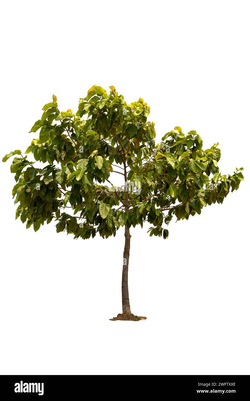 A big tree isolated on white background Stock Photo - Alamy