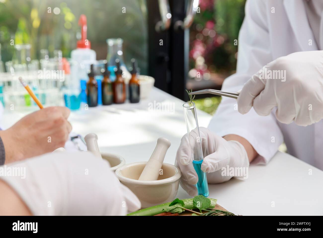 The scientist or doctor make herbal medicine from herb in the ...