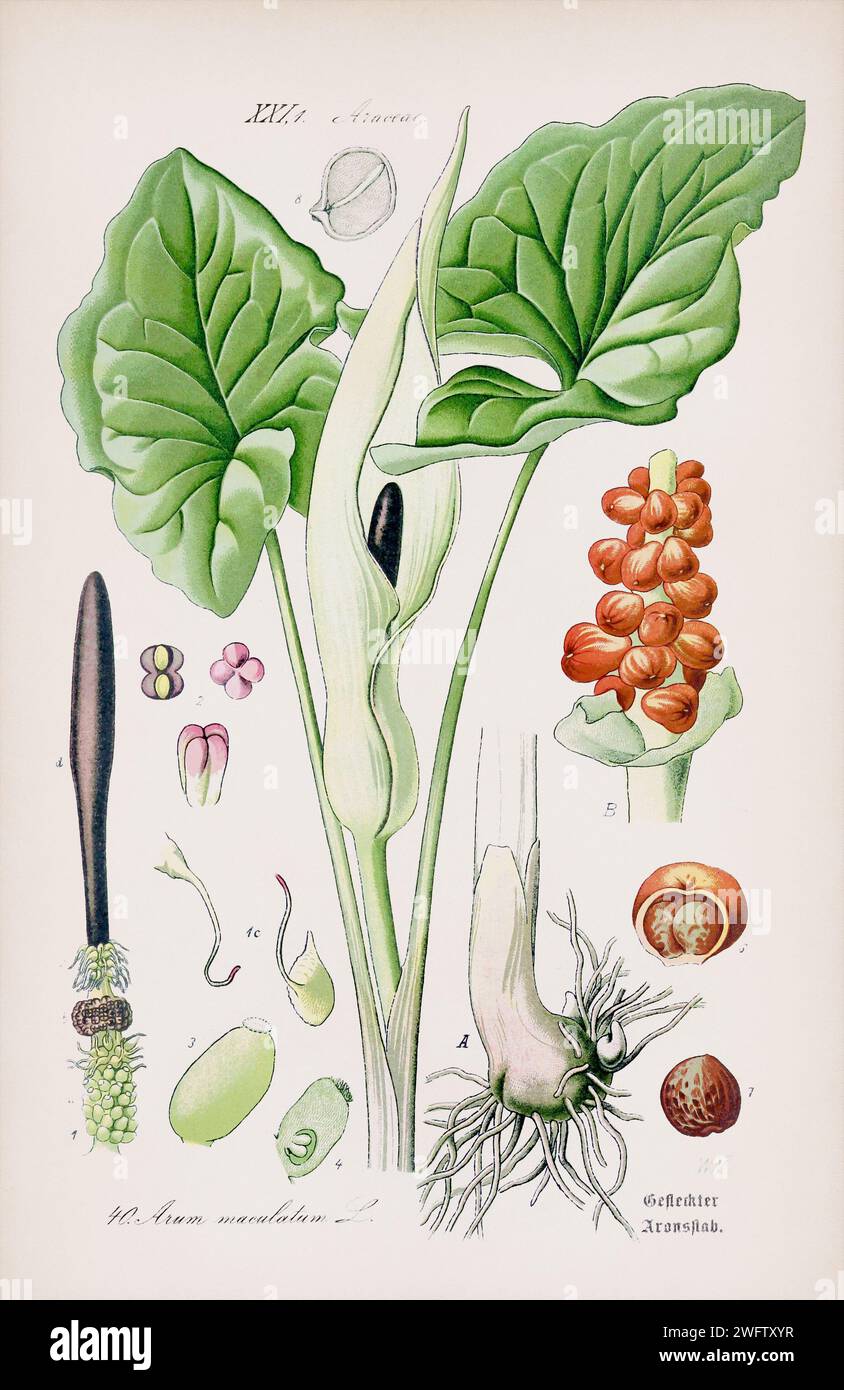 Vintage botanical illustration from a 19th-century German book ...