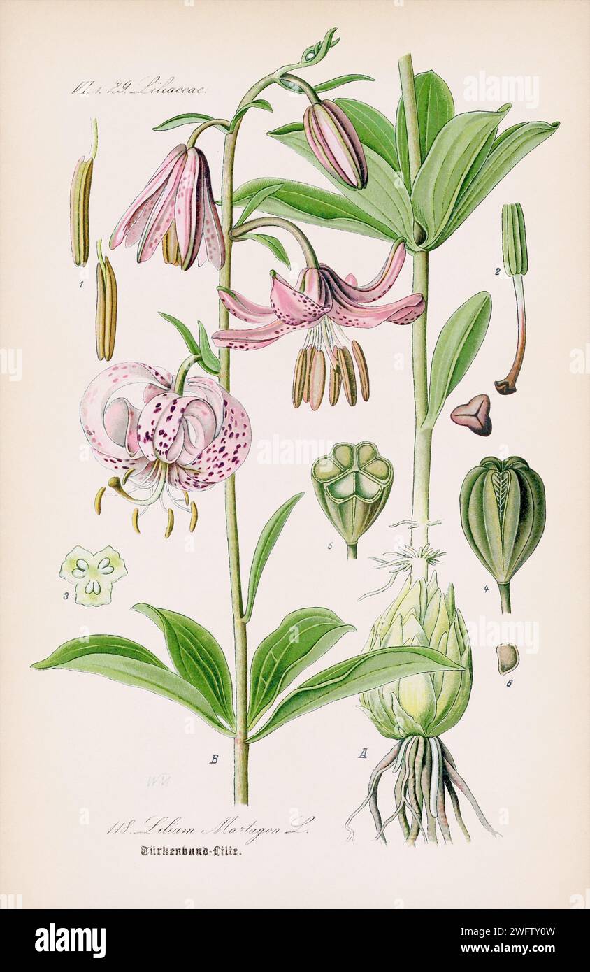 Vintage botanical illustration from a 19th-century German book ...