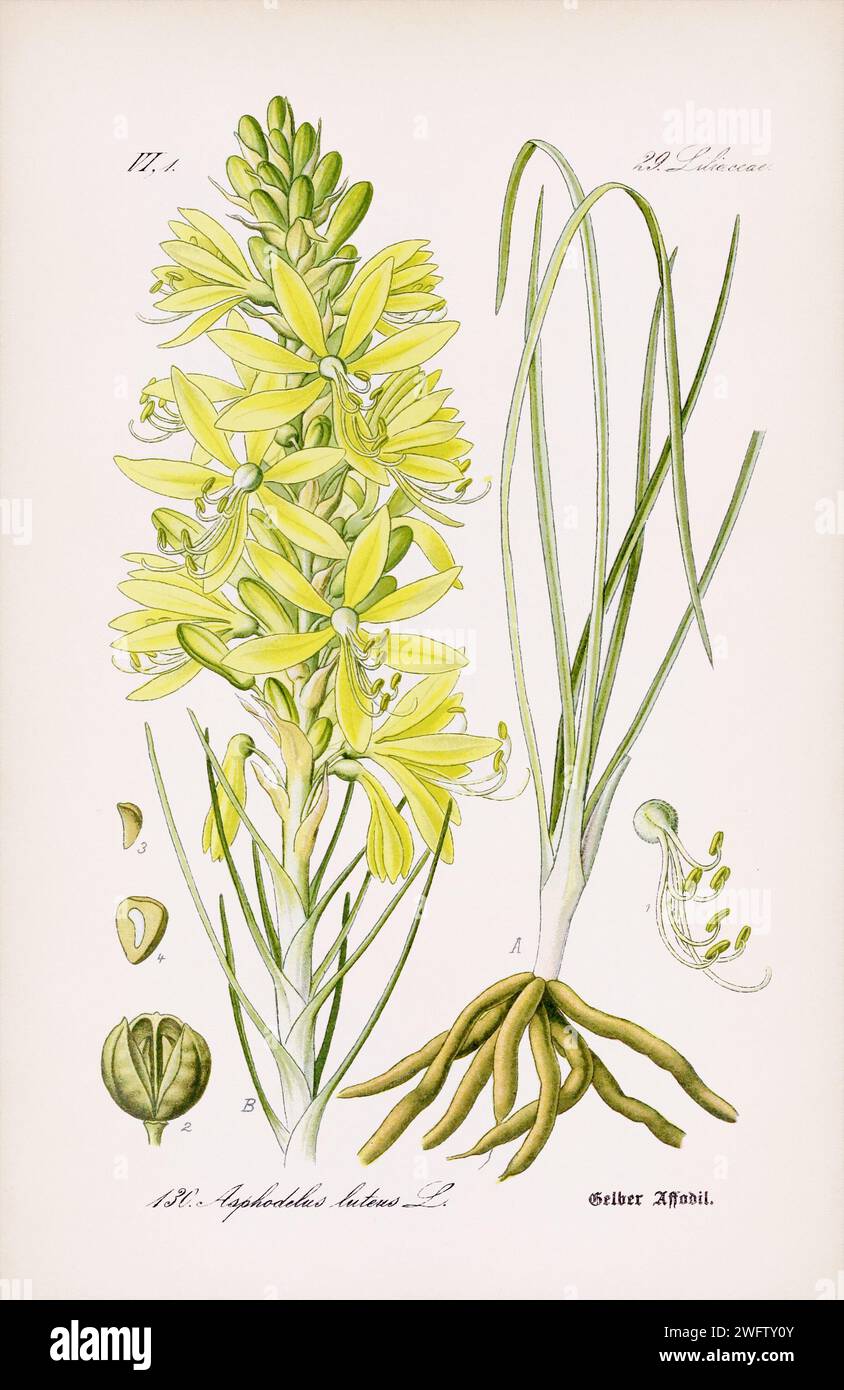 Vintage botanical illustration from a 19th-century German book ...