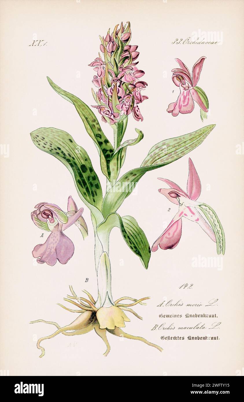 Vintage botanical illustration from a 19th-century German book ...