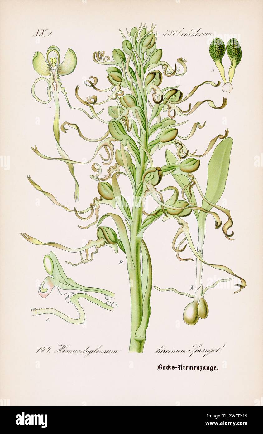 Vintage botanical illustration from a 19th-century German book ...