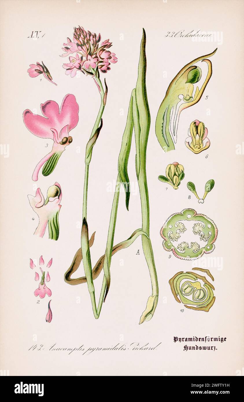 Vintage botanical illustration from a 19th-century German book ...
