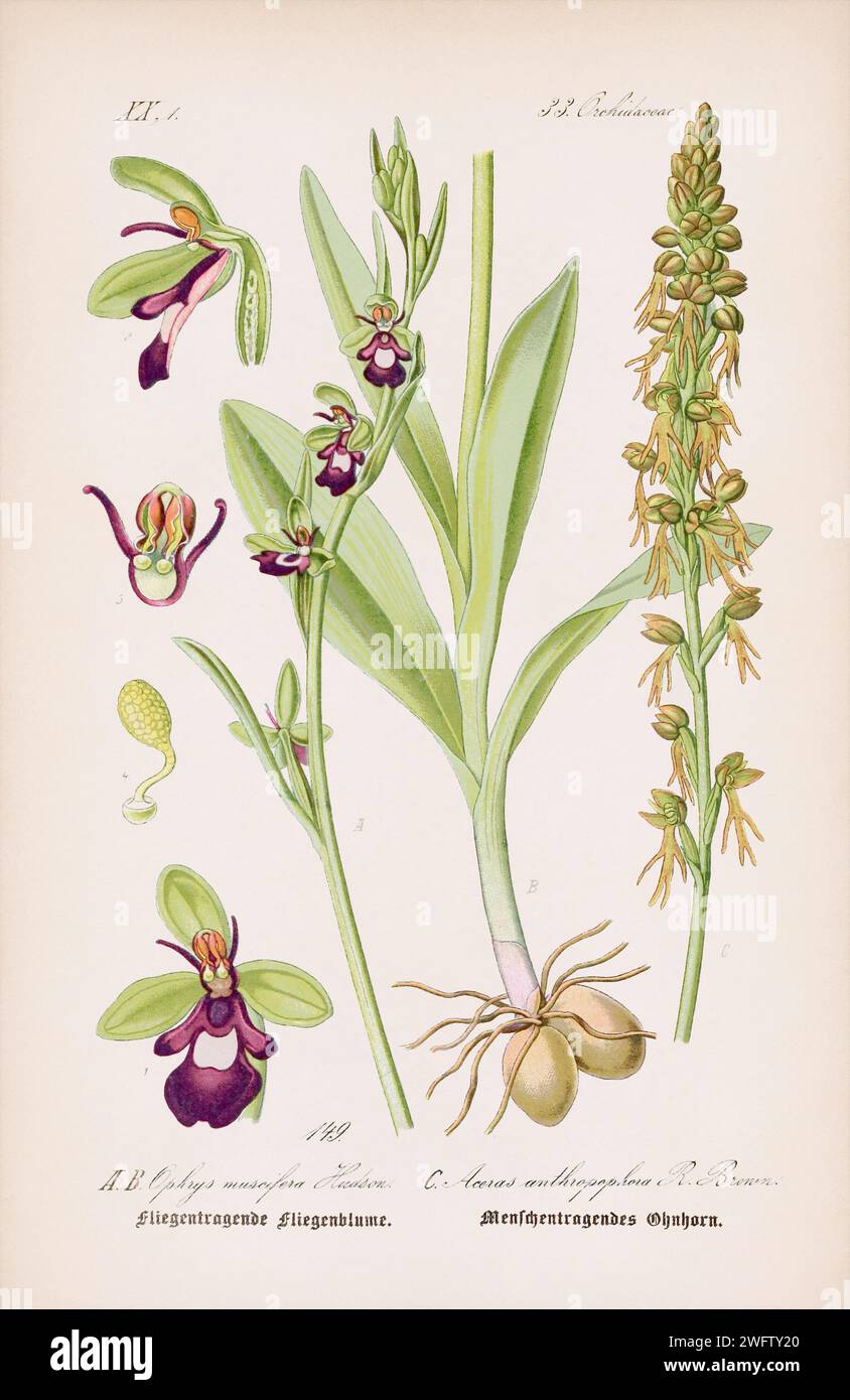 Vintage botanical illustration from a 19th-century German book ...