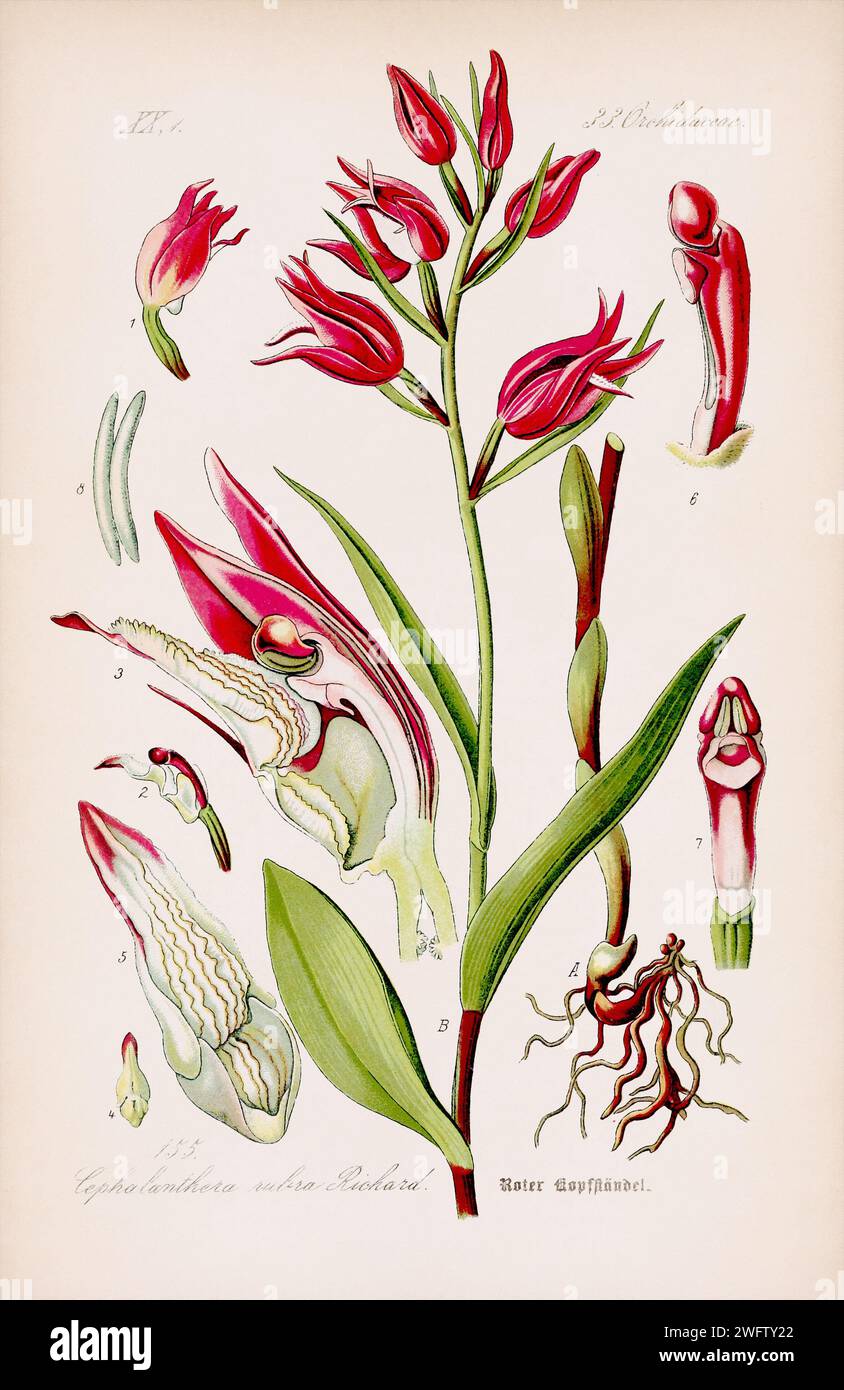 Vintage botanical illustration from a 19th-century German book ...