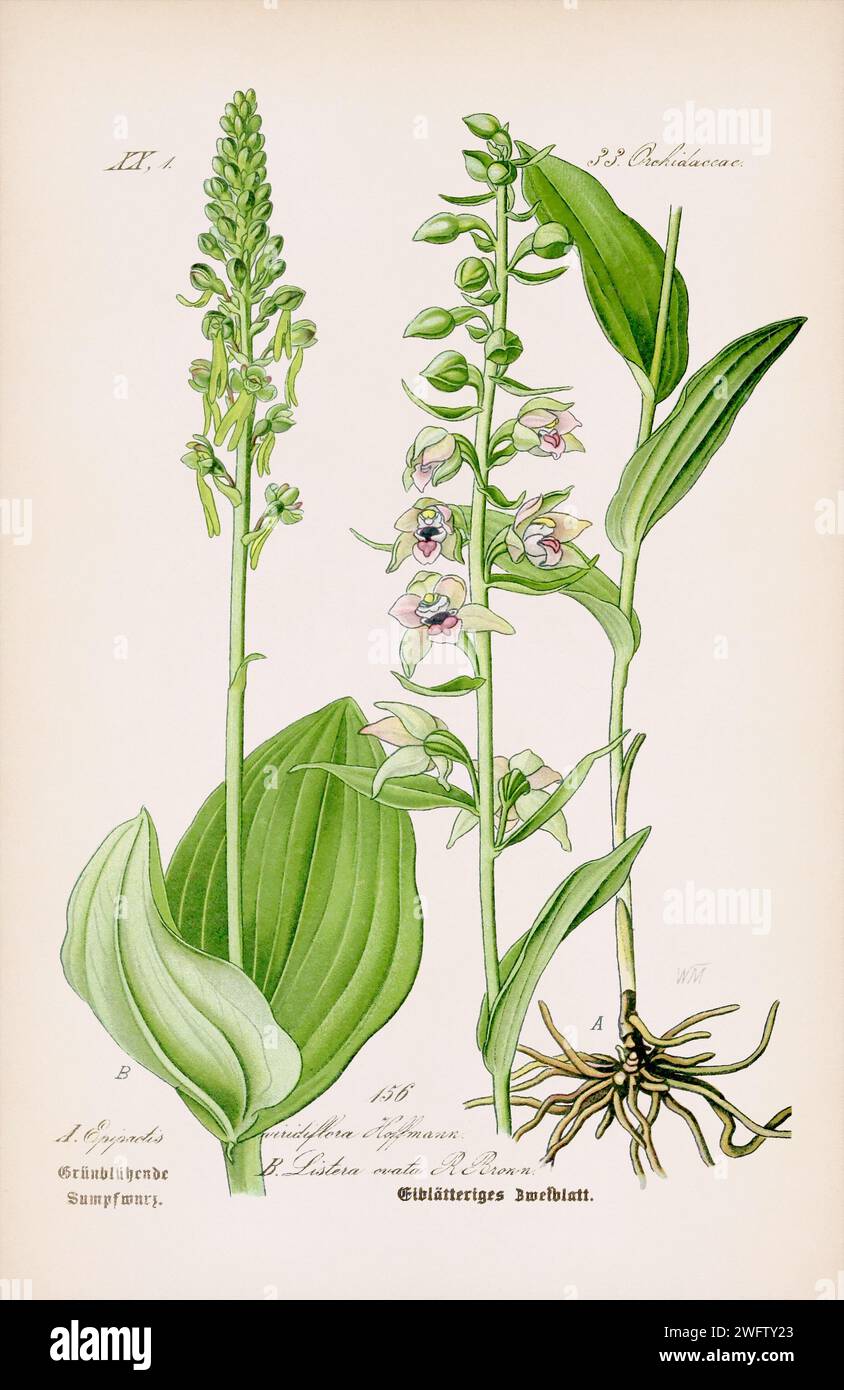 Vintage botanical illustration from a 19th-century German book ...