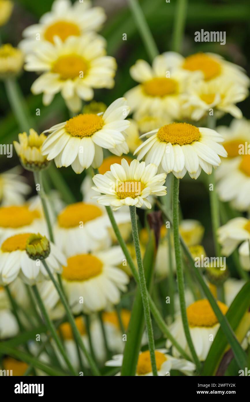 Golden marguerite sauce hollandaise hi-res stock photography and images ...