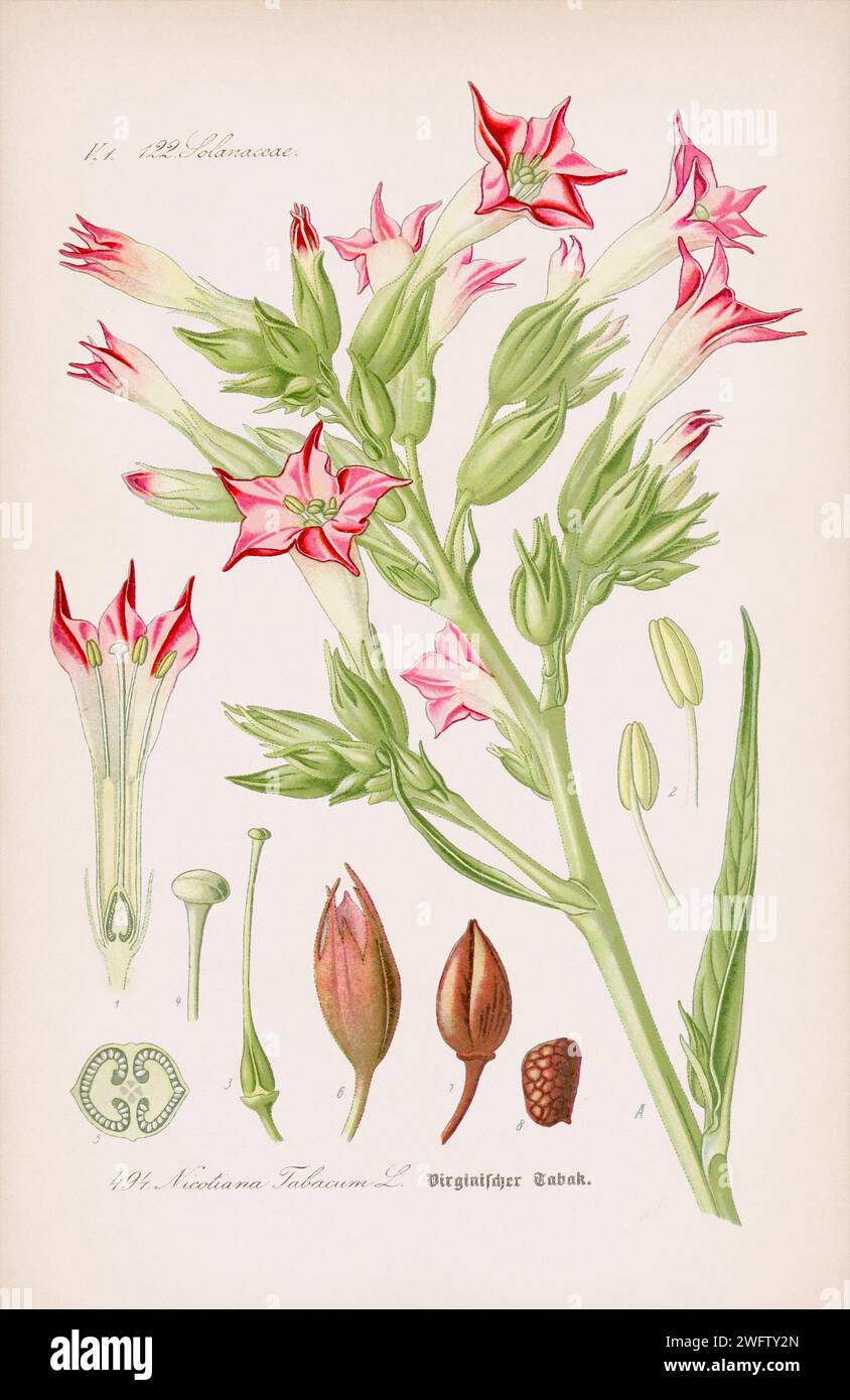 Vintage botanical illustration from a 19th-century German book ...