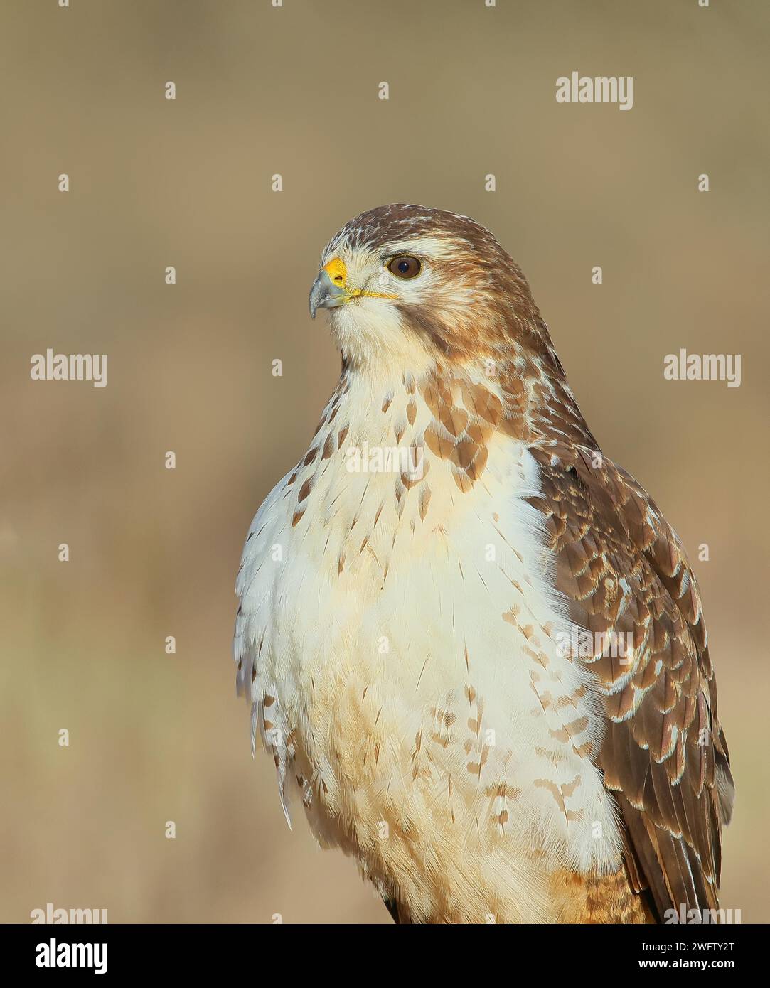 Steppe buzzard (Buteo buteo) bright morph, animal portrait, wildlife ...