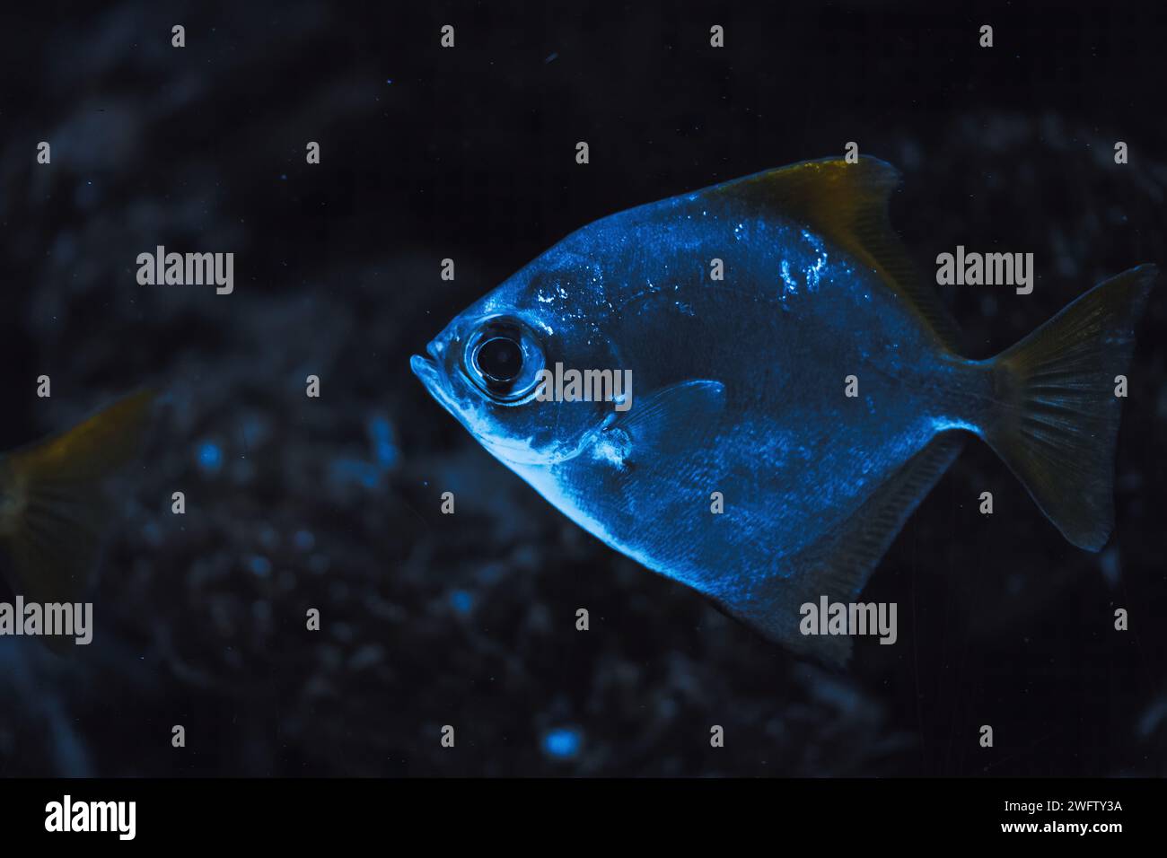 Wild fish swimming underwater in natural environment in blue water ...